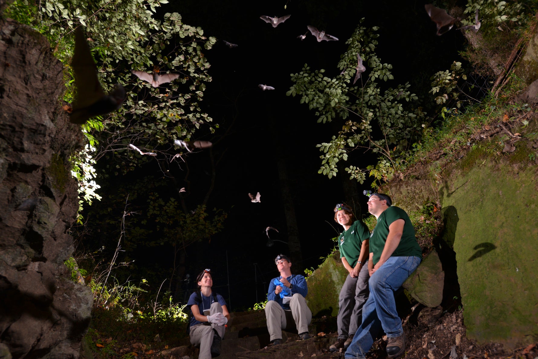 Bat Survey Solutions