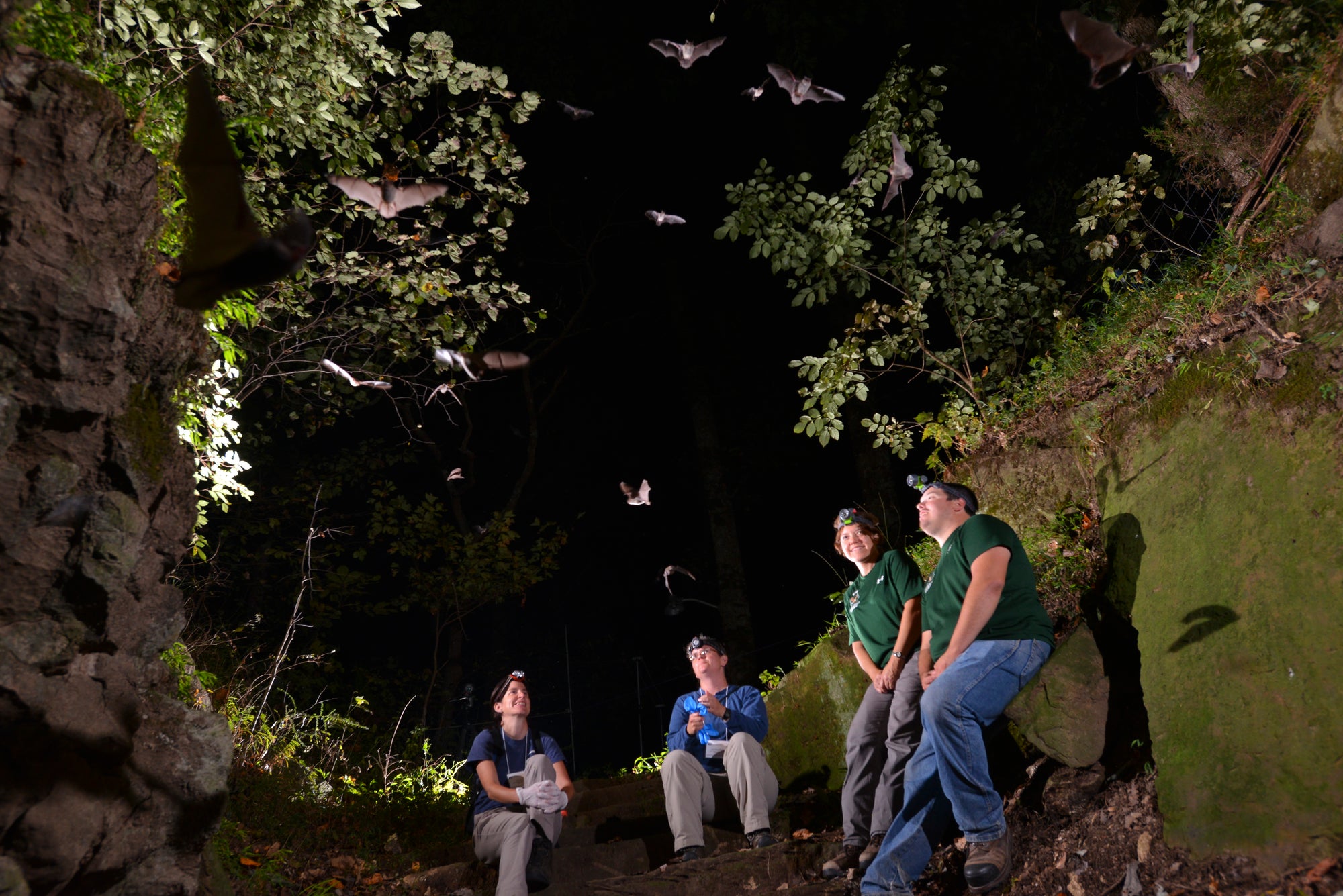 Bat Survey Solutions