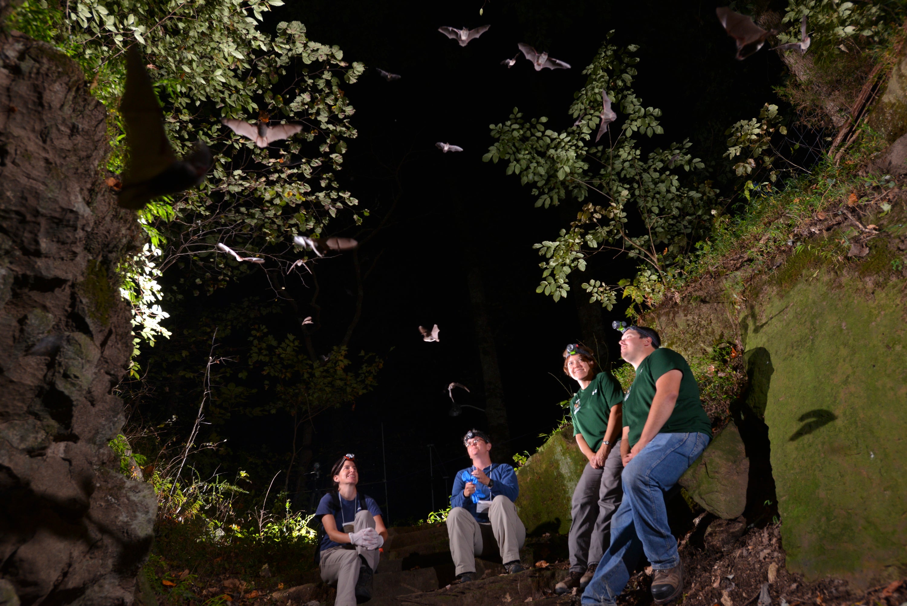 Bat Survey Solutions