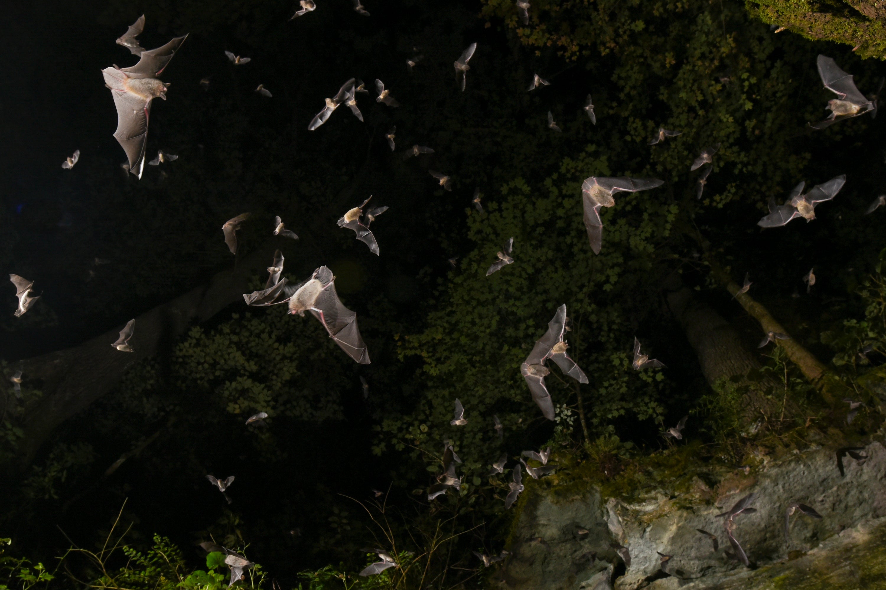 Bat Survey Solutions