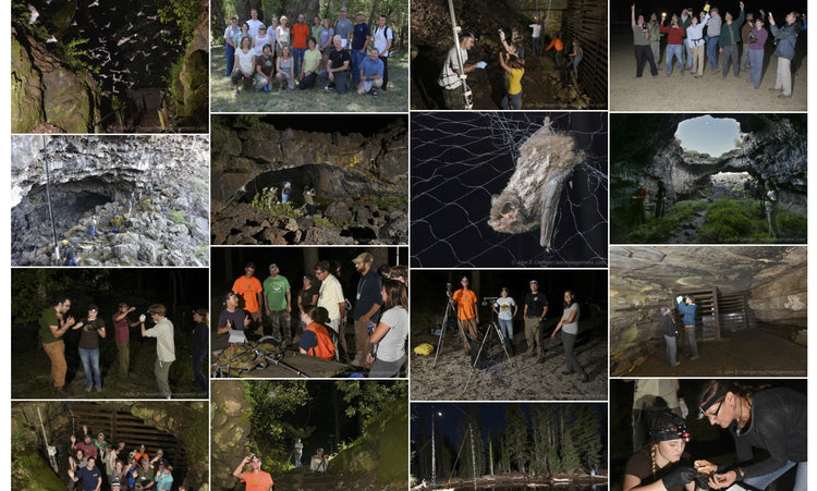 Bat Survey Solutions