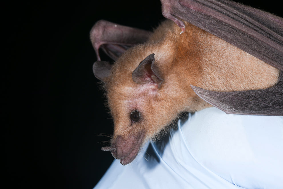 Combined Field Survey Techniques: AZ (Portal) - 2026 – Bat Survey Solutions